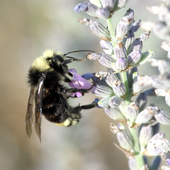 Bumblebee | Project Noah