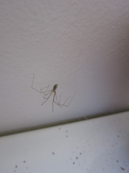 Cellar Spider | Project Noah