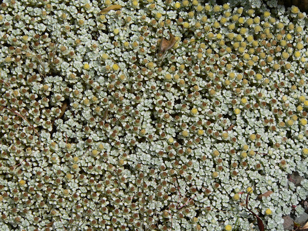 Scab weed | Project Noah