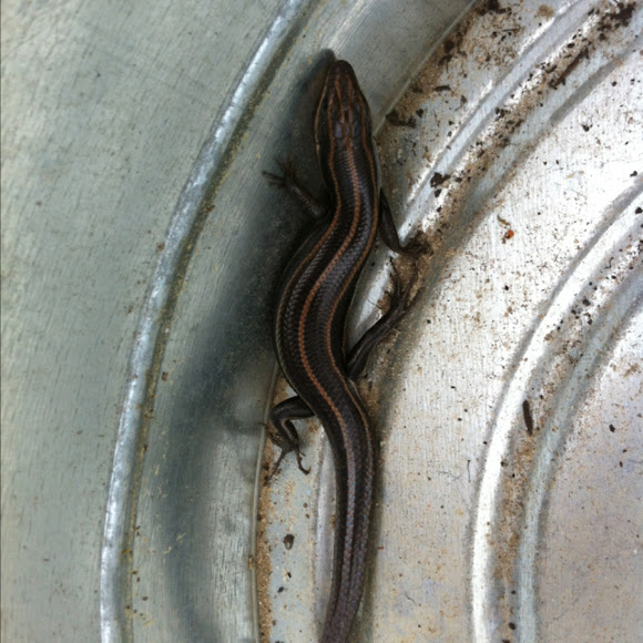 Southeastern Five-Lined Skink | Project Noah