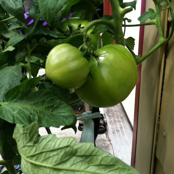 Bonnie Plants "Parker's Whopper" Tomato Hybrid | Project Noah