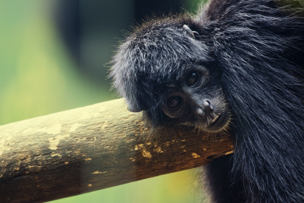 Black-headed spider monkey | Project Noah