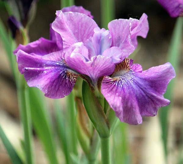 Siberian Iris 'Mad Magenta' | Project Noah