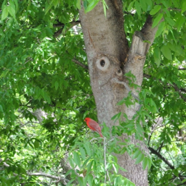 Northern Cardinal | Project Noah