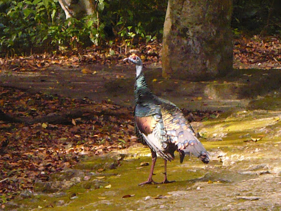 Pavo ocelado | Project Noah