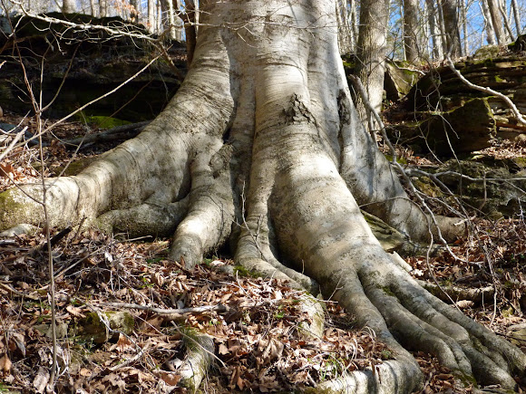 Hackberry | Project Noah