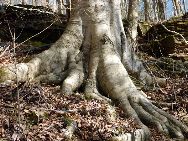 Hackberry | Project Noah