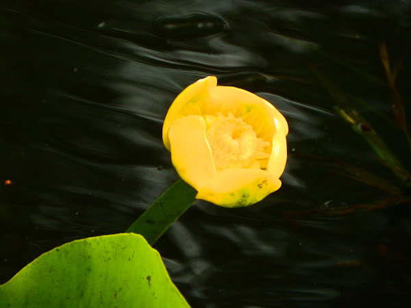Yellow Water-lily (fruits & flowers) | Project Noah