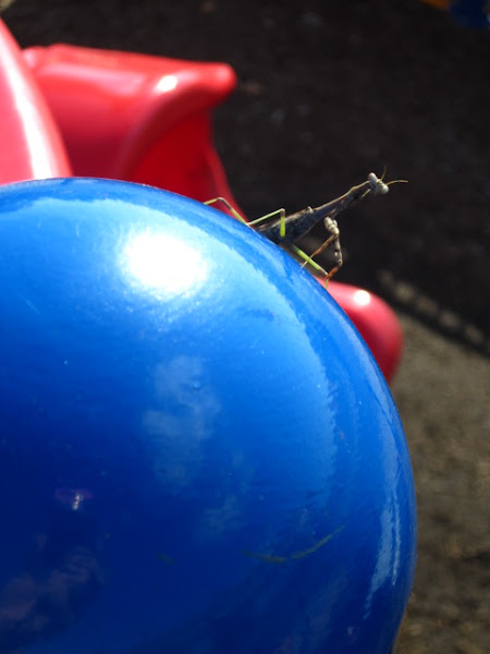 Carolina Mantis | Project Noah