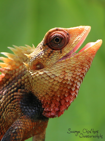 Common garden Lizard | Project Noah
