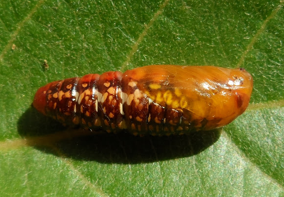 Spanish moth / pupa | Project Noah