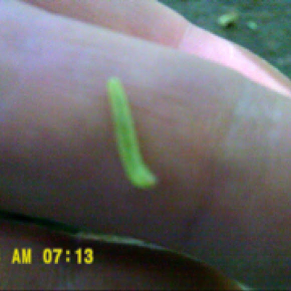 Inch Worm | Project Noah