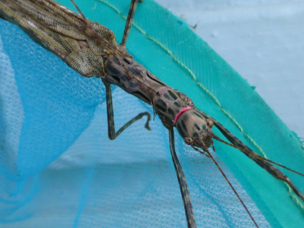 Stick Insect | Project Noah