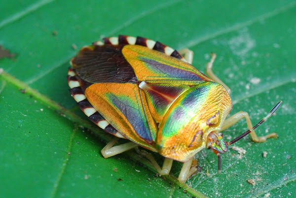 Mattiphus Sheild Bug | Project Noah