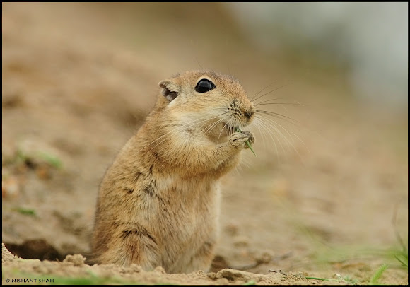 Indian Desert Jird | Project Noah