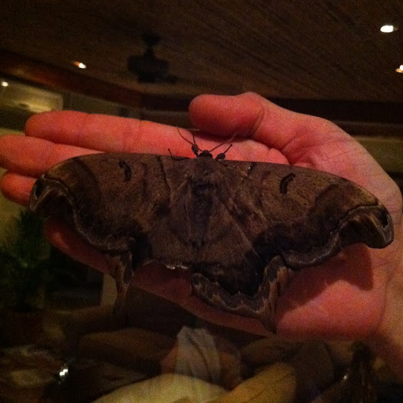 Giant Silkworm Moth / Royal Moth | Project Noah