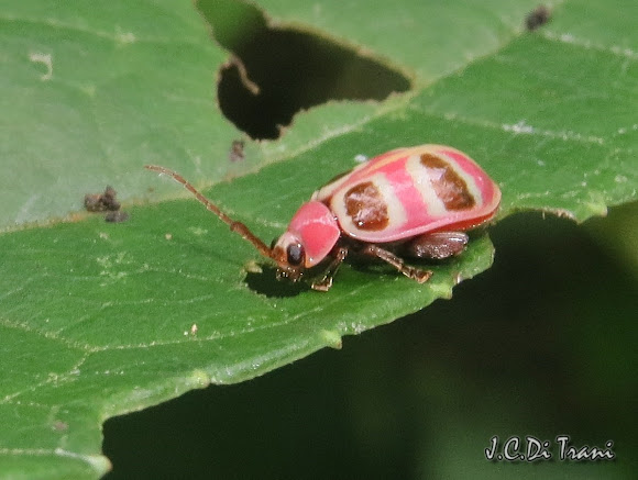 Pink Leaf beetle | Project Noah