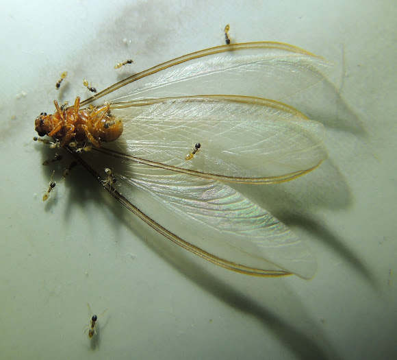 Pharaoh Ant; Asian Subterranean Termite | Project Noah