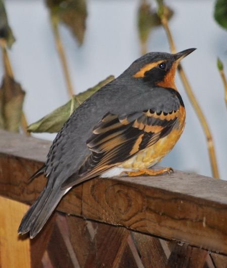 Varied Thrush | Project Noah