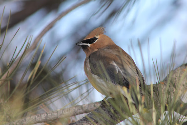 Cedar Waxwing | Project Noah