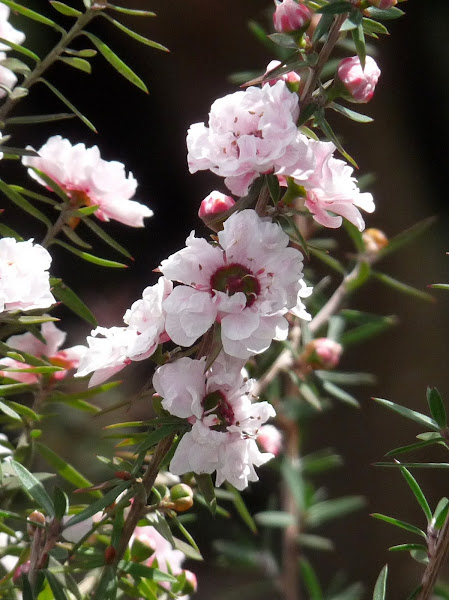 Apple Blossom Tea Tree | Project Noah