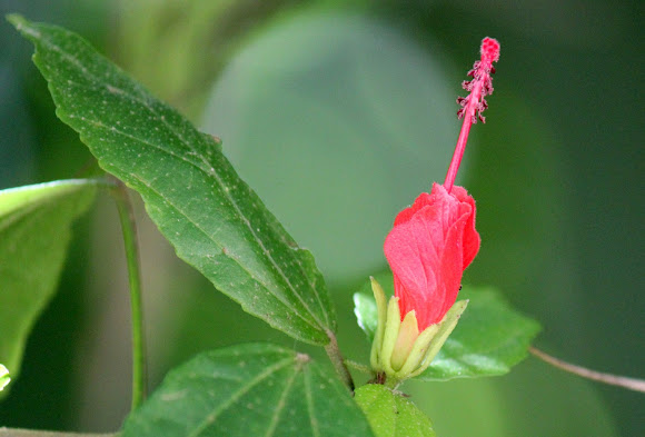 Wax Mallow | Project Noah