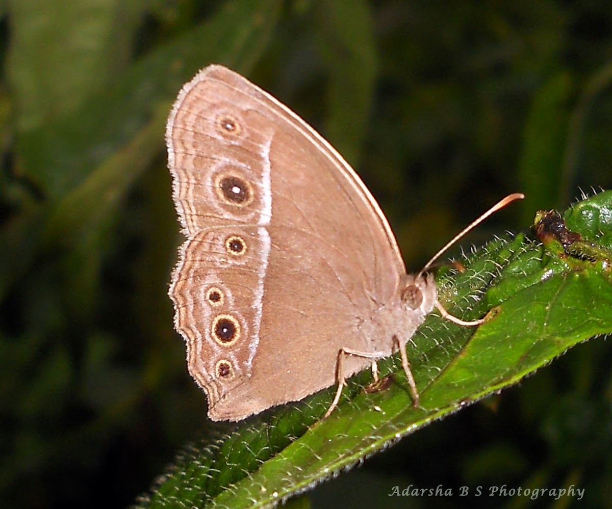 Common bushbrown | Project Noah