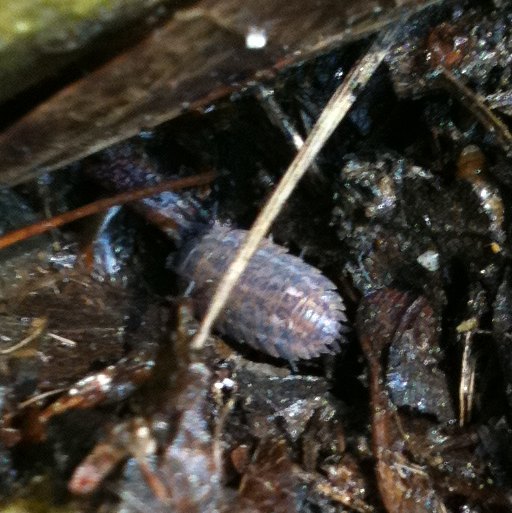 Sow Bug | Project Noah