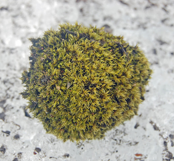 Glacier mice | Project Noah