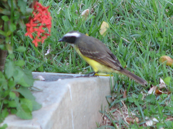 Lesser Kiskadee | Project Noah