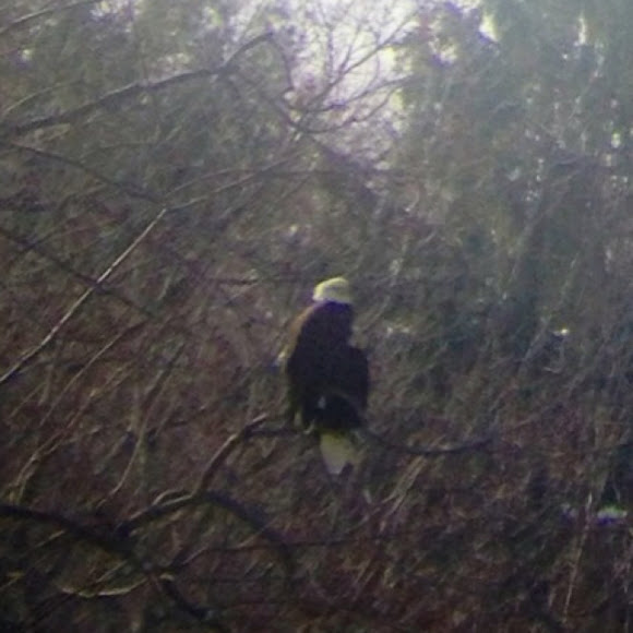 bald eagle | Project Noah