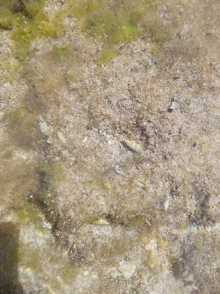 Bittium reticulatum | Project Noah