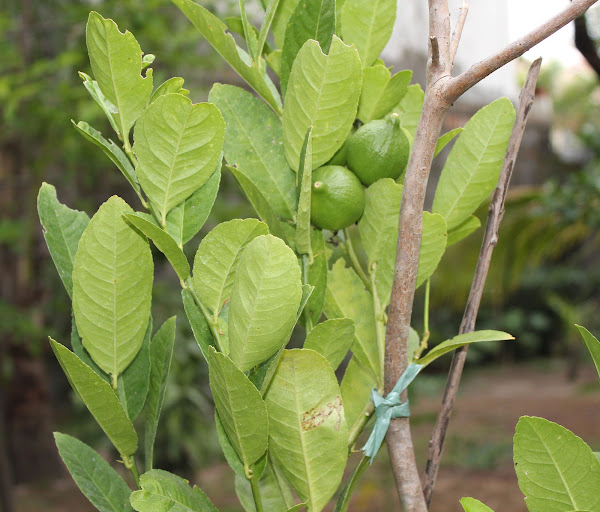 Dalayap or Dayap Tree (Lime Tree) | Project Noah
