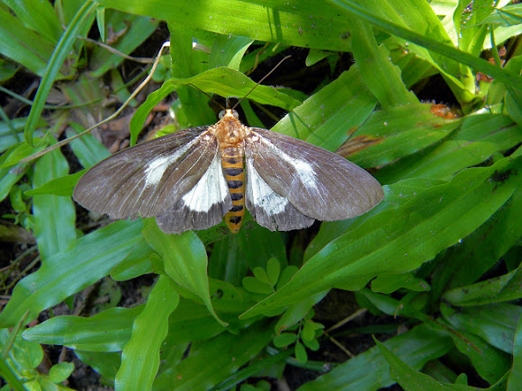 snouted tiger moth | Project Noah