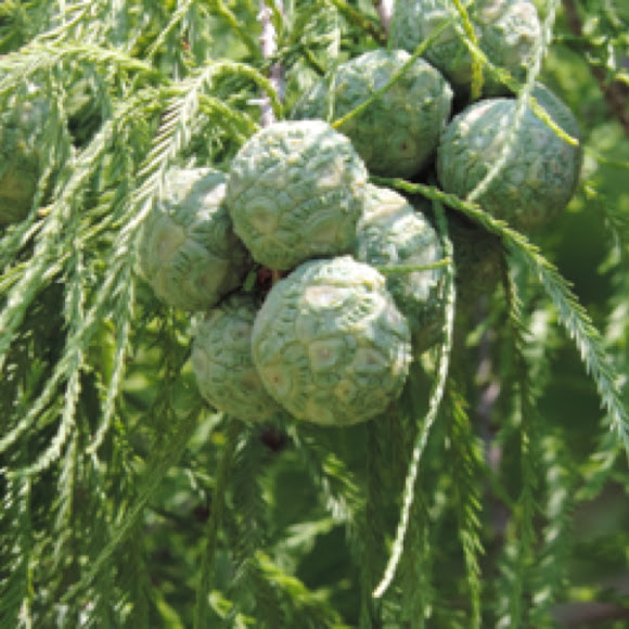 Bald Cypress cones | Project Noah