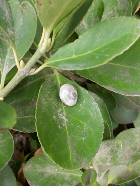 White garden snail (άσπρο σαλιγκάρι) | Project Noah