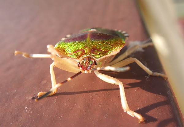 Mattiphus Shield Bug | Project Noah