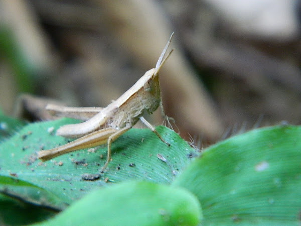 Common Macrotona | Project Noah