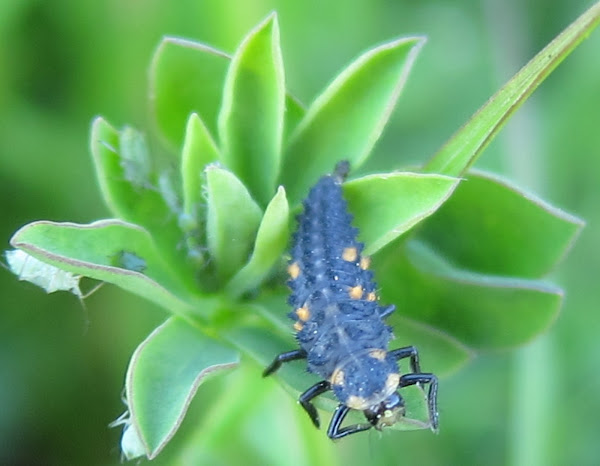 Seven-Spotted Ladybug Larvae | Project Noah