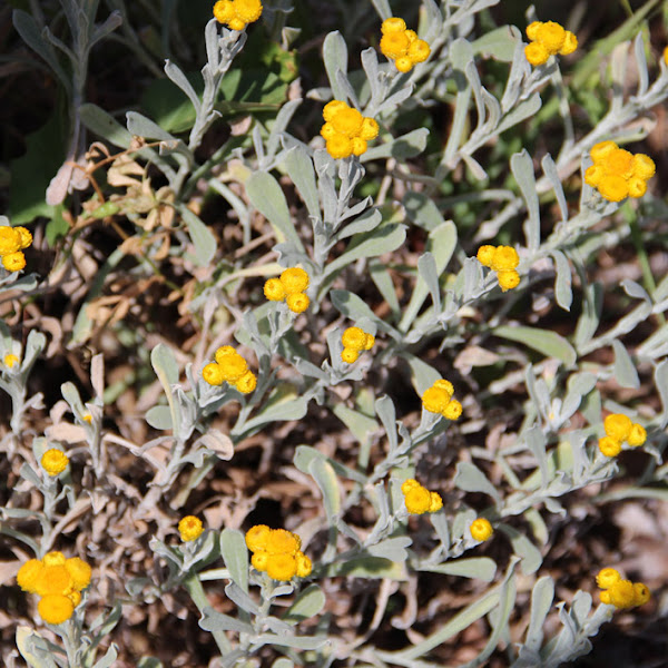 Button Everlasting | Project Noah