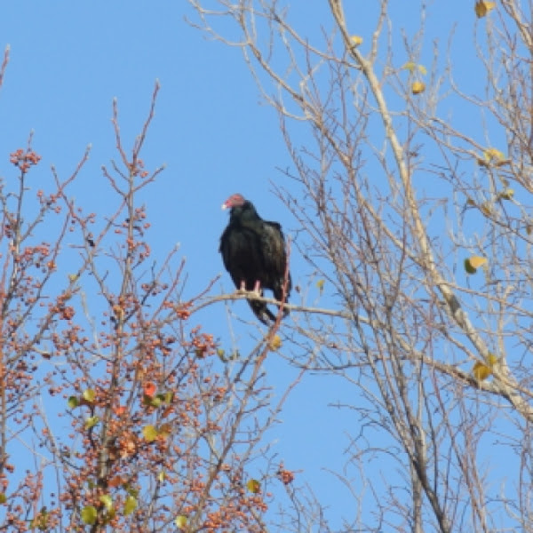 Turkey Vulture | Project Noah