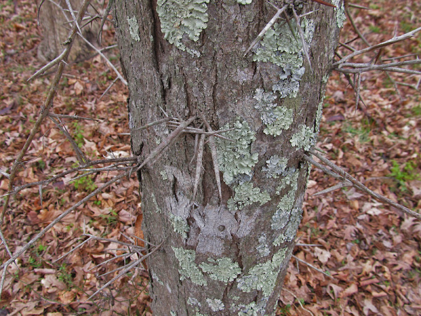 Honey locust | Project Noah