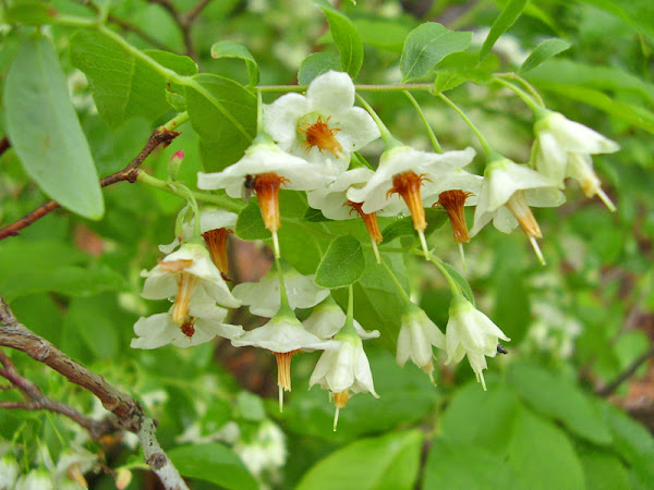 Deerberry | Project Noah