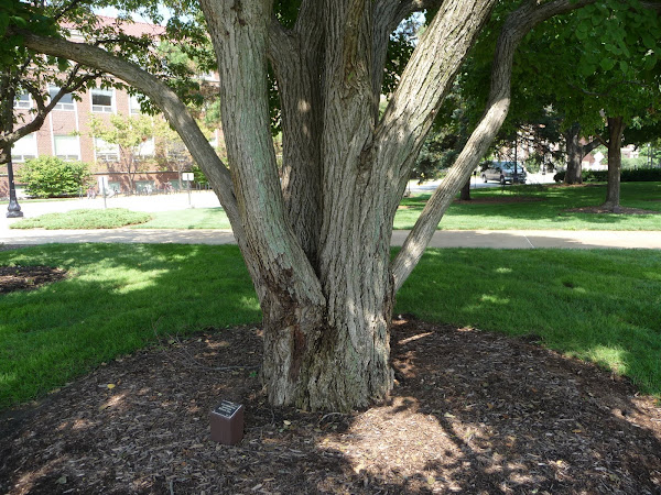 katsura tree | Project Noah