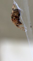 Pine tree spider | Project Noah