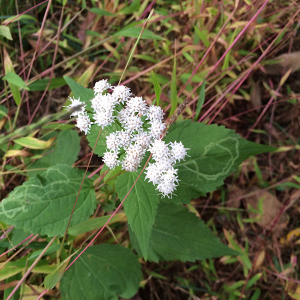 Austroeupatorium | Project Noah