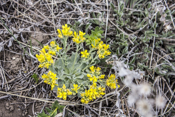 Bell's Twinpod | Project Noah