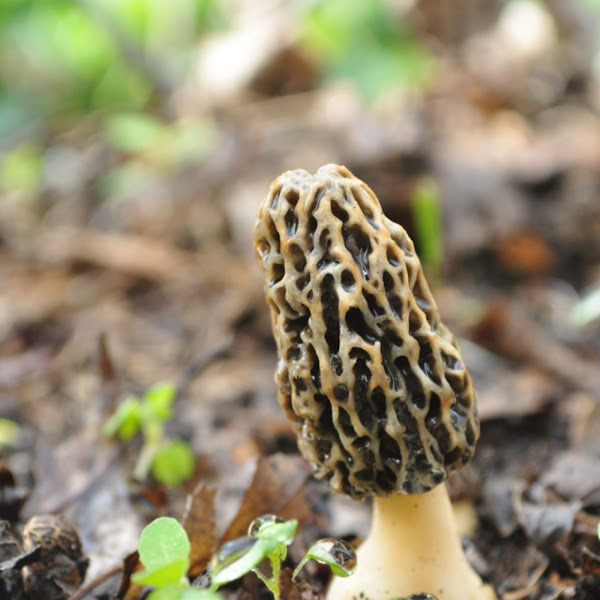 Gray Morel | Project Noah