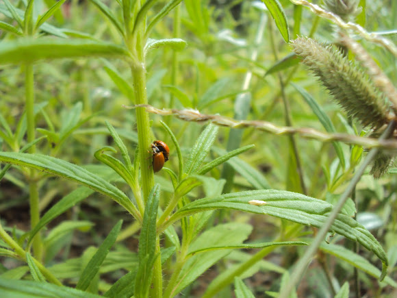 spotless ladybird beetle | Project Noah