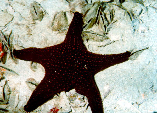 Panamic Cushion Sea Star | Project Noah